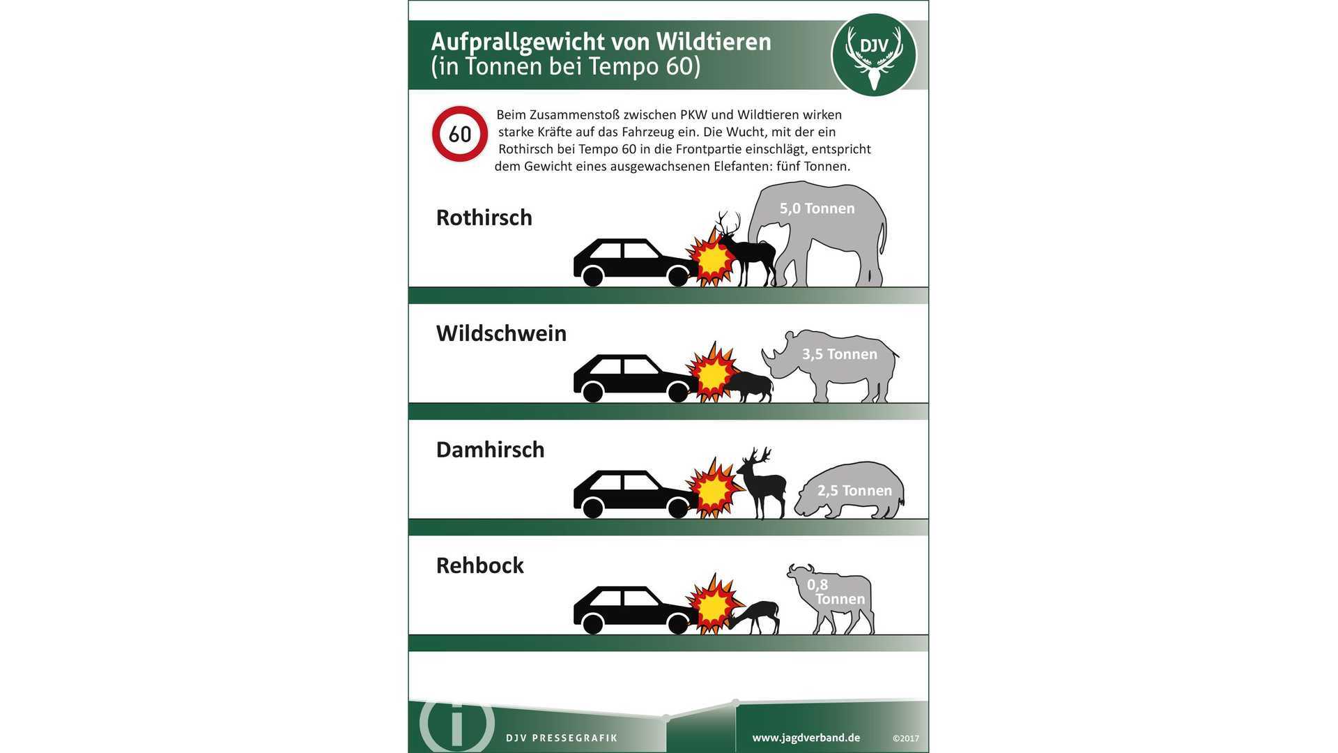 Wildwechsel: Darauf müssen Sie bei einem Unfall achten