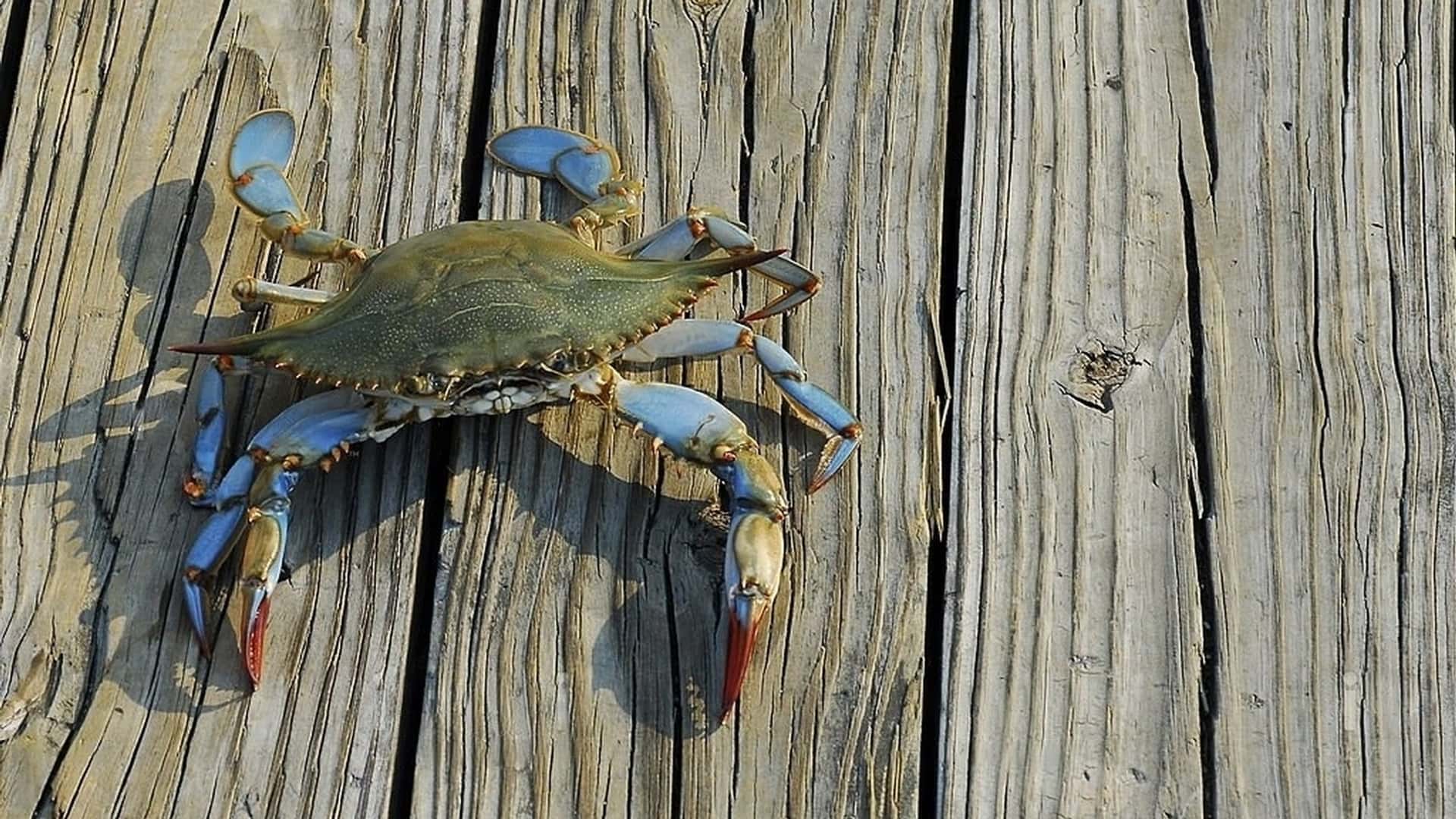 Granchio blu, l’invasione in Italia preoccupa il settore ittico