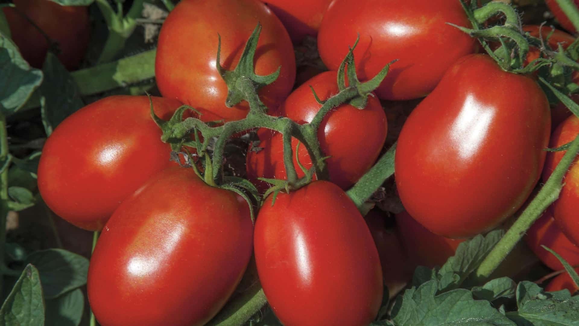 Syngenta: pomodoro Redix: il nuovo pomodoro da industria