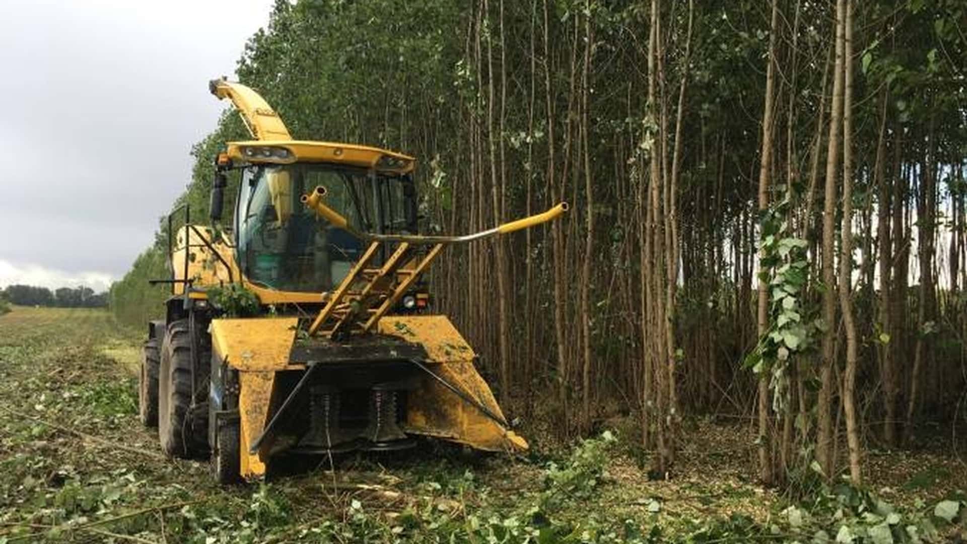 Pioppo nel 2025, anche per la Short Rotation Forestry