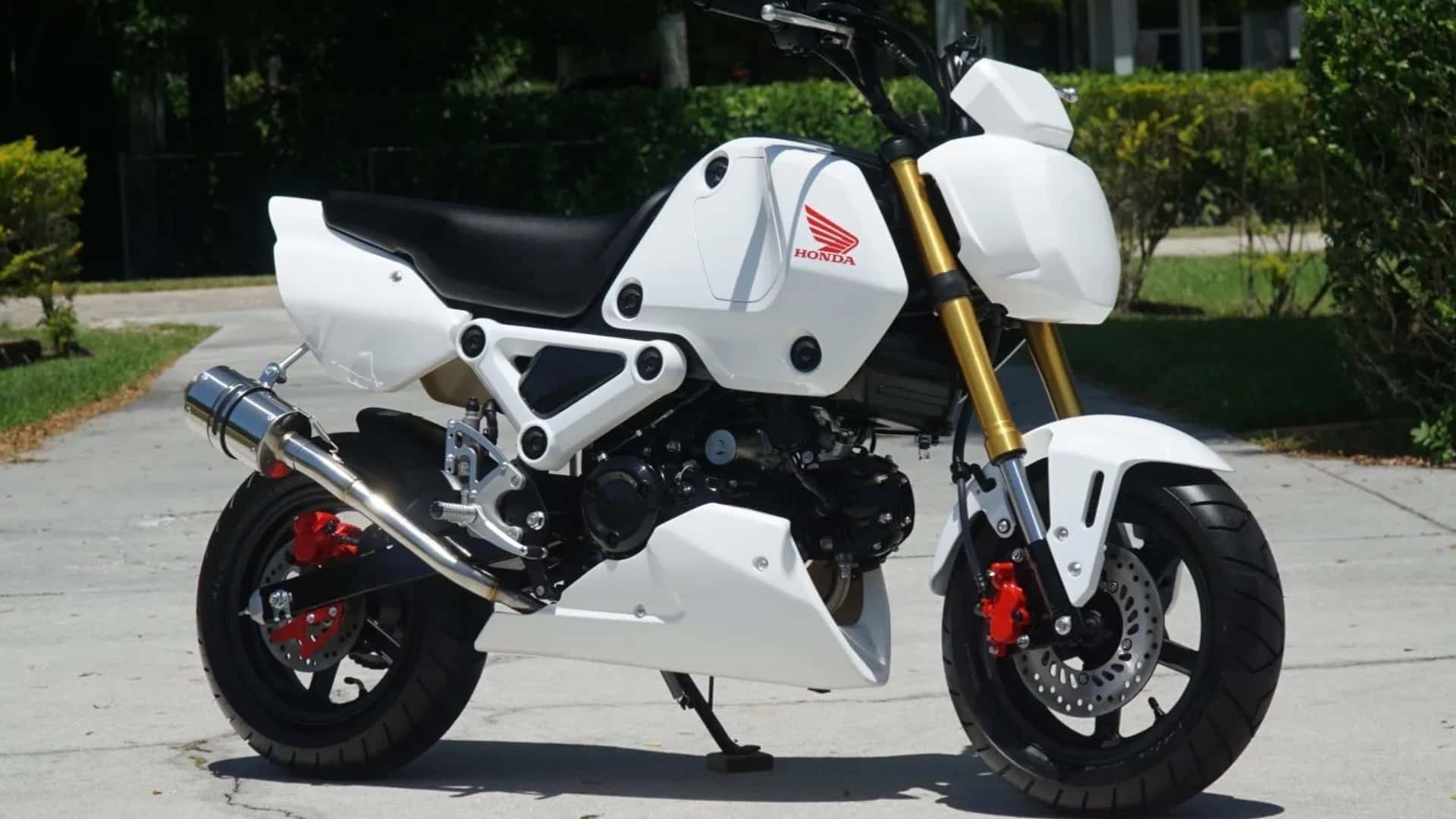 Buy This Adorable JDM Honda Grom Factory Racer Before I Do