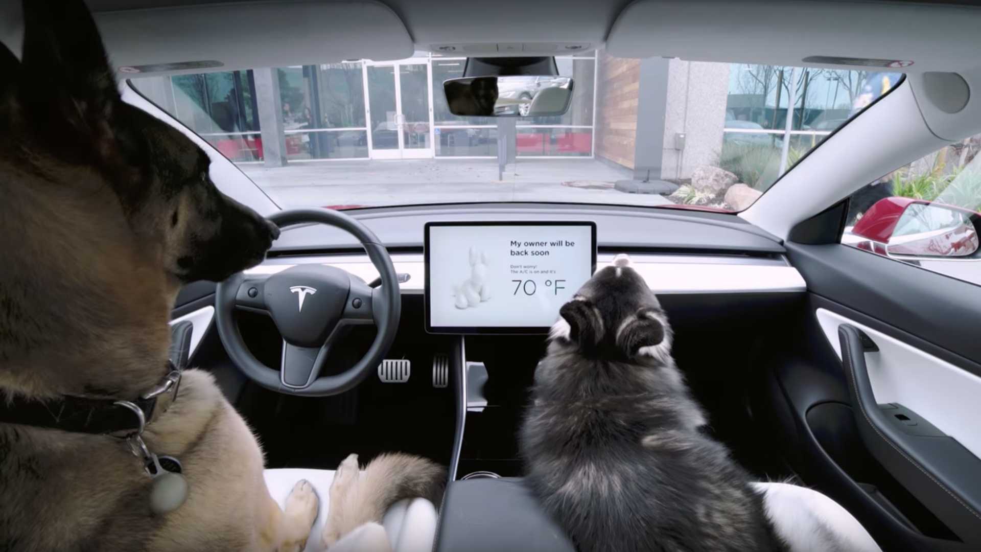 Tesla, arrivano intrattenimento per cani e modalità sentinella