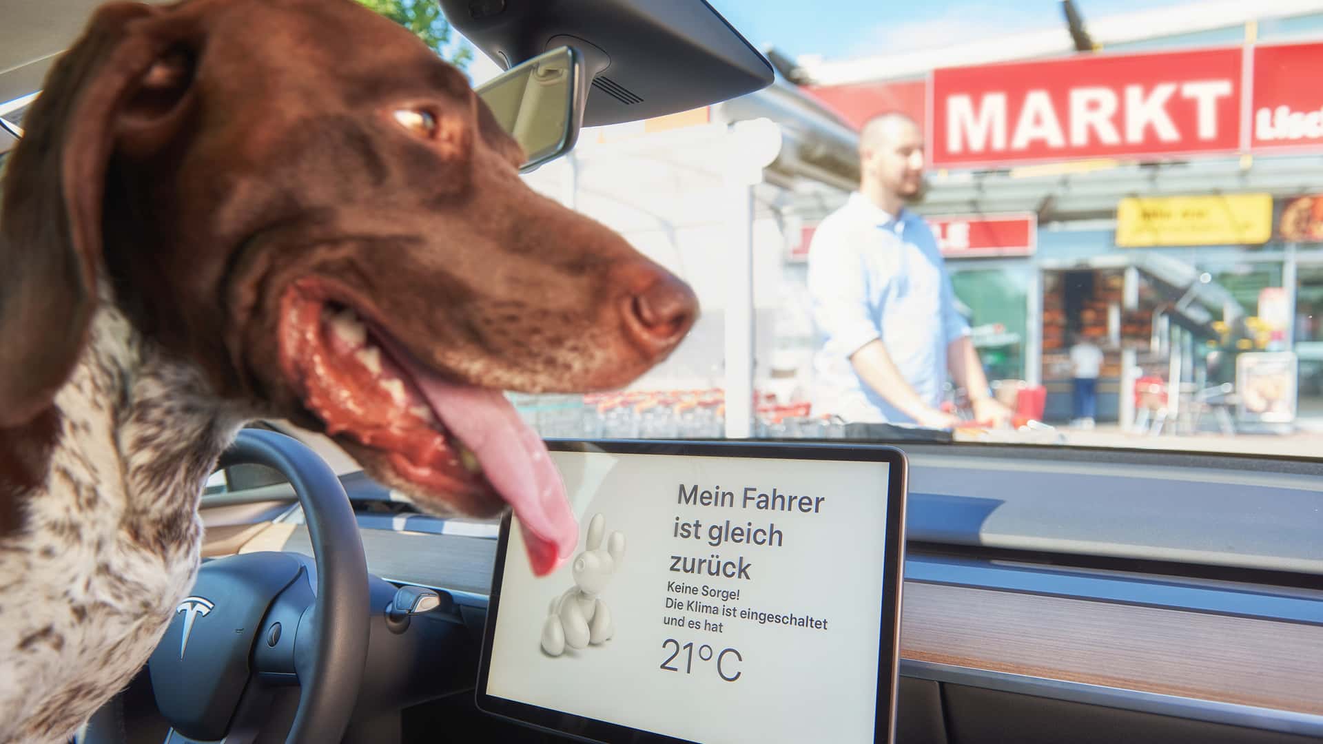Dogs in cars Germany s ADAC evaluates Tesla Model Y s Dog Mode
