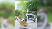 Meet Mopet, A Tiny Electric Moped For You And Your Best Furry Friend