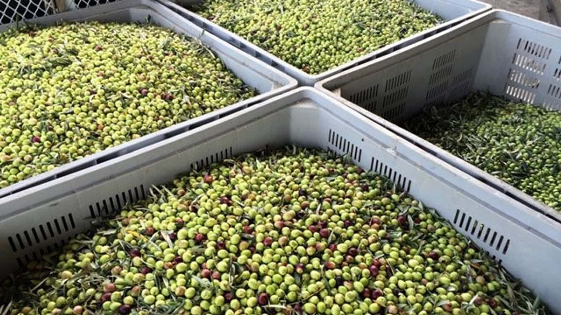 Raccolta olive 2025: aumenterà del 30%?