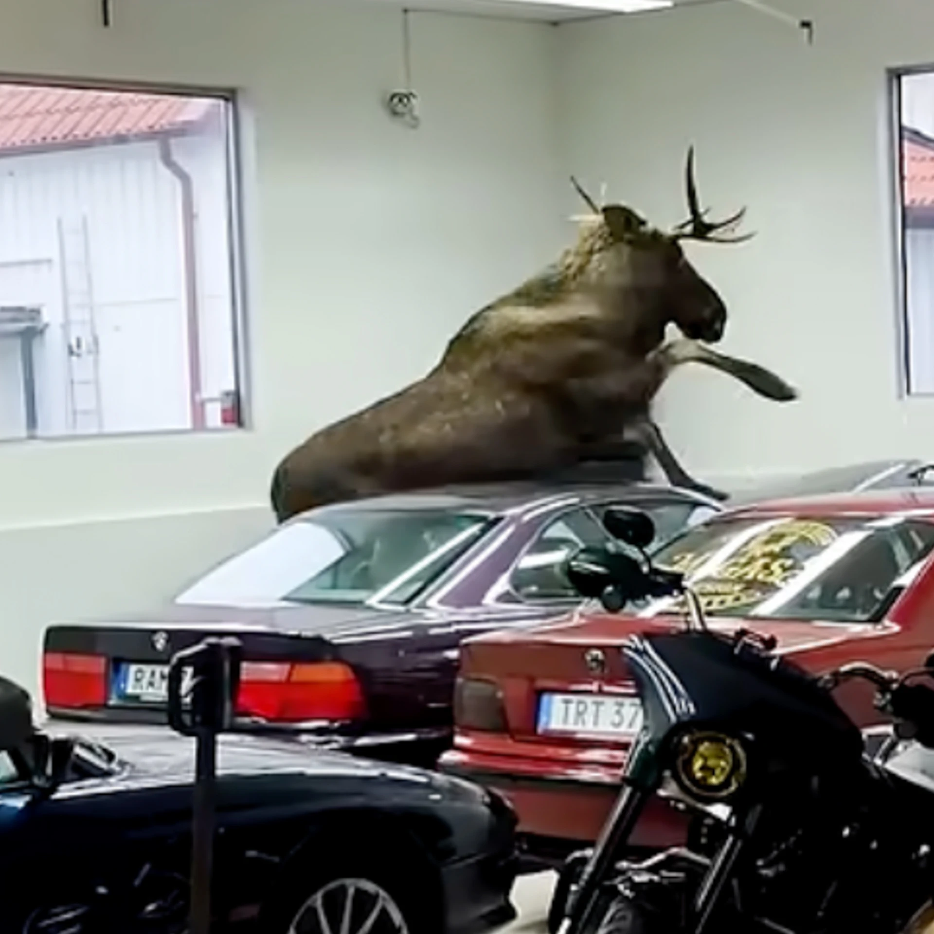 Huge Moose Car