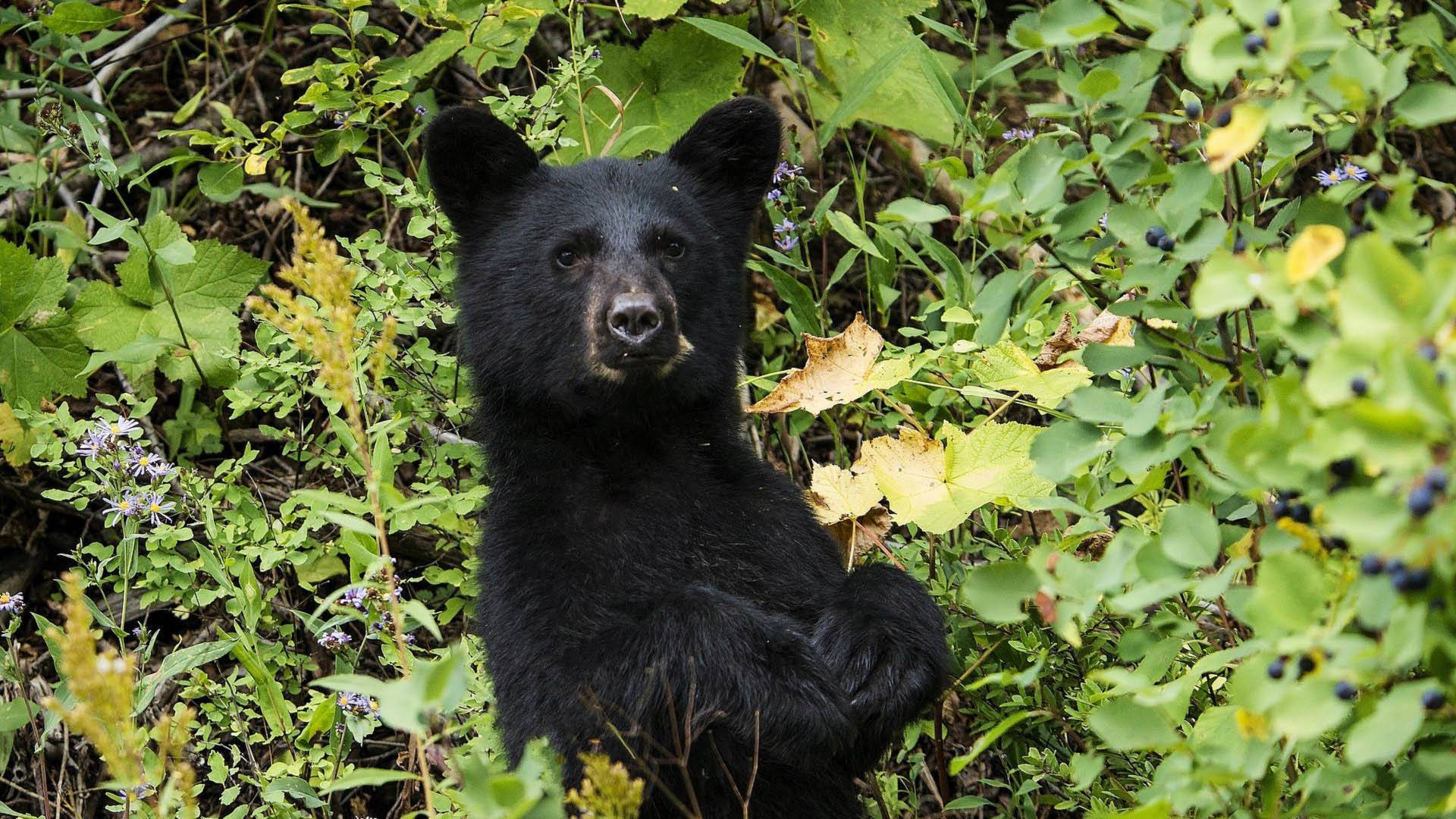 Rider Survives Encounter With a Bear