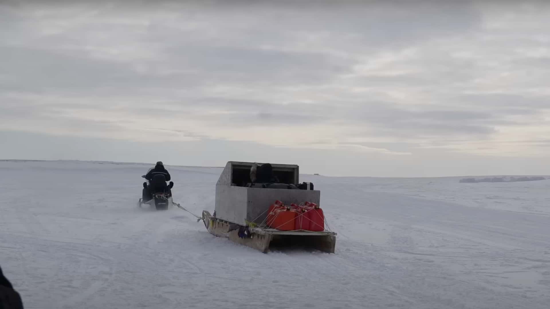 Hunting Arctic Muskox Requires Snowmobiles, Patience, and DIY Trailers