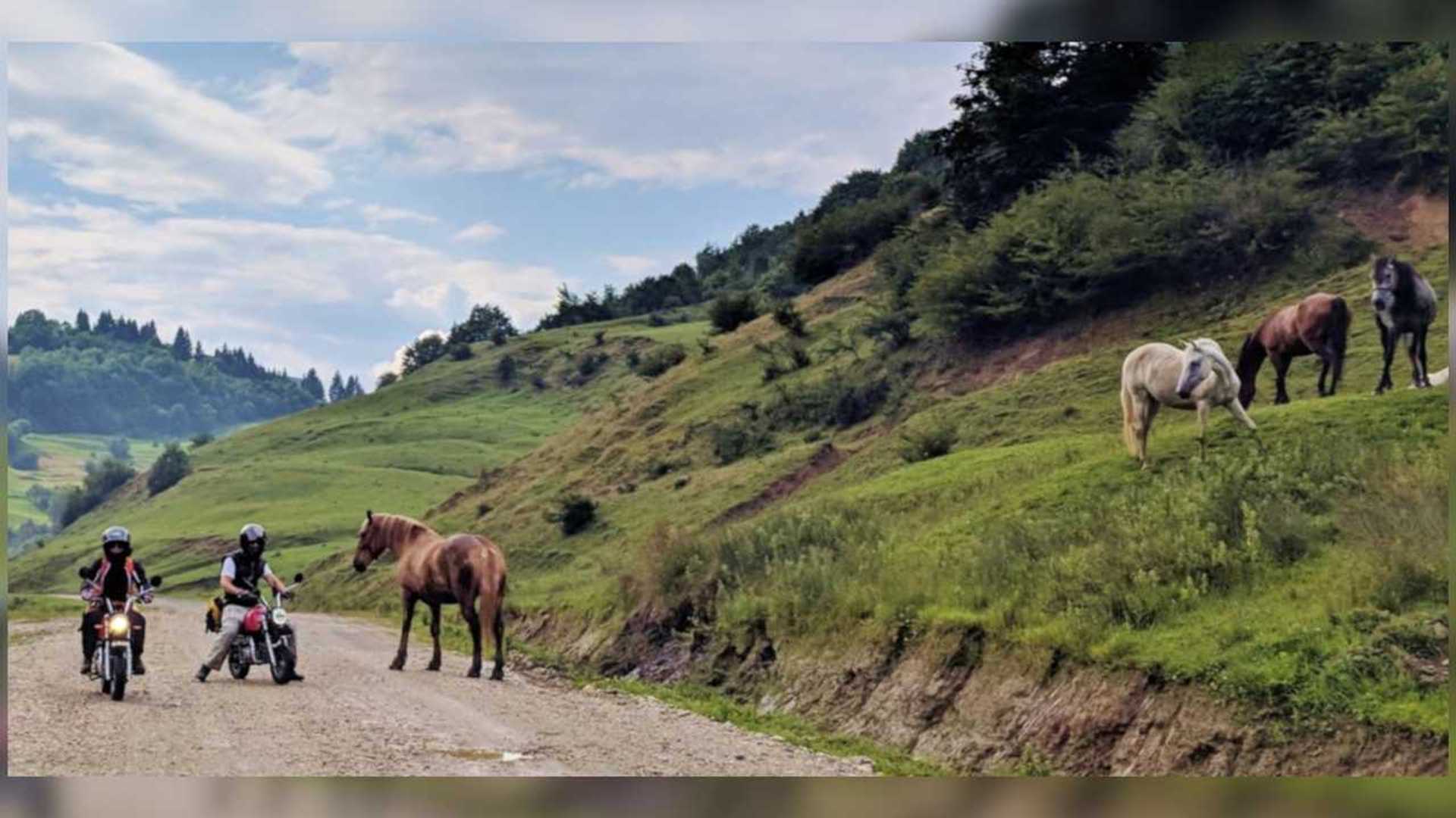 You Know You Want To Ride A Monkey Through Romania