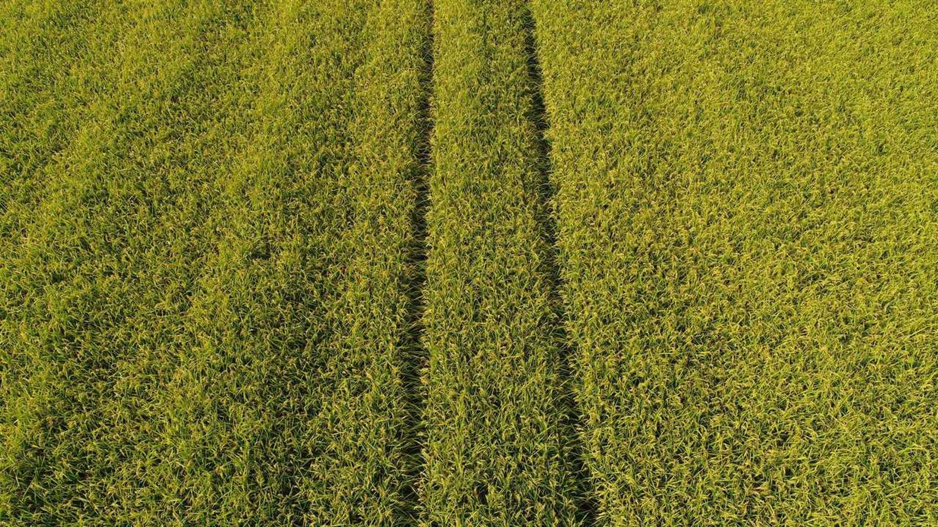 Control traffic farming per la risaia