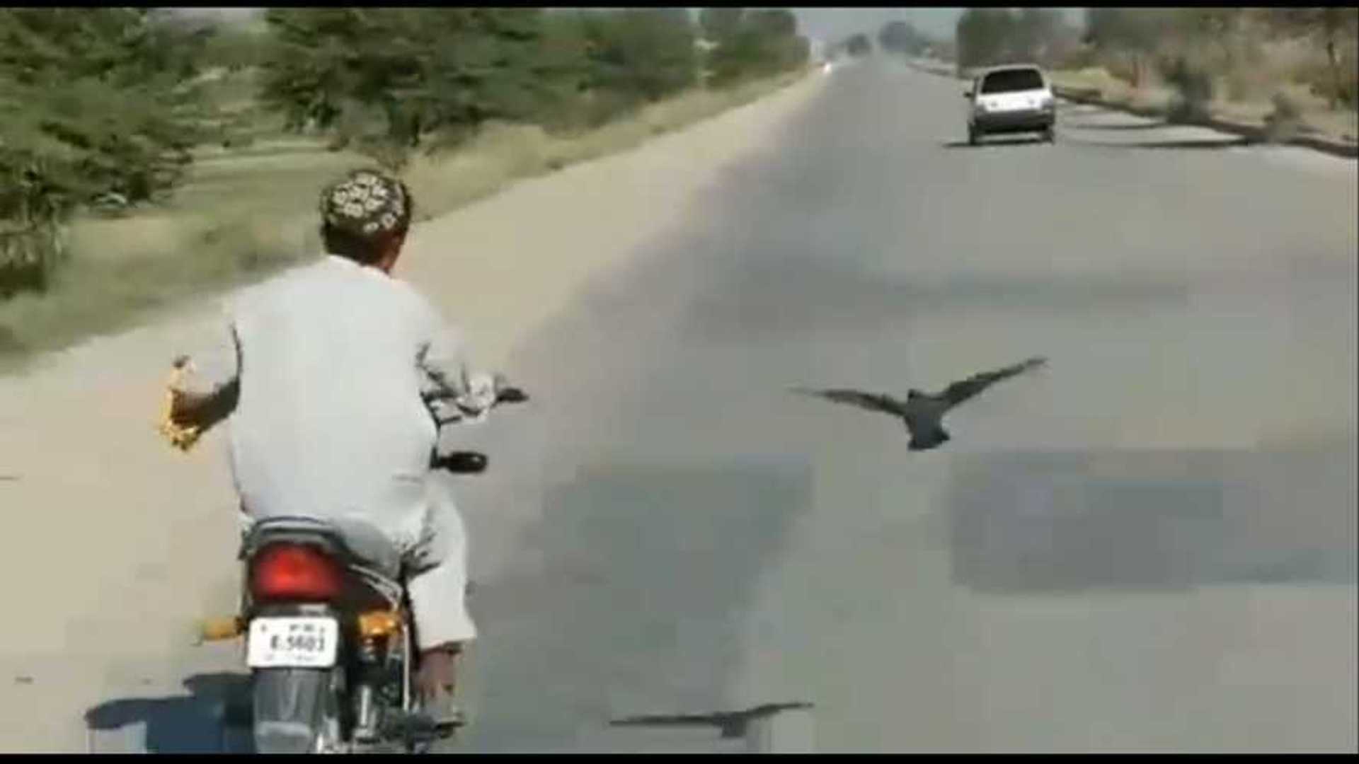 Pigeon Vs Motorcycle: The Most Unlikely Race