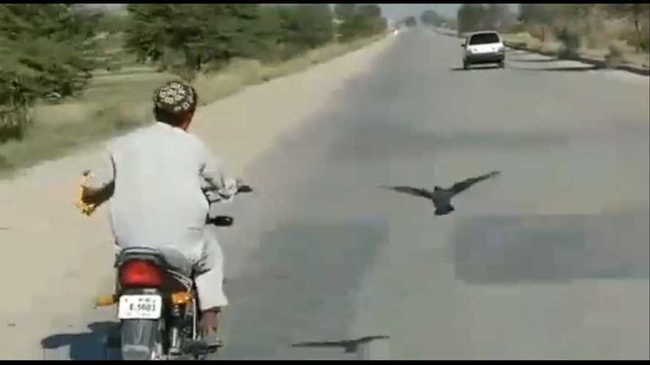 Pigeon Vs Motorcycle: The Most Unlikely Race