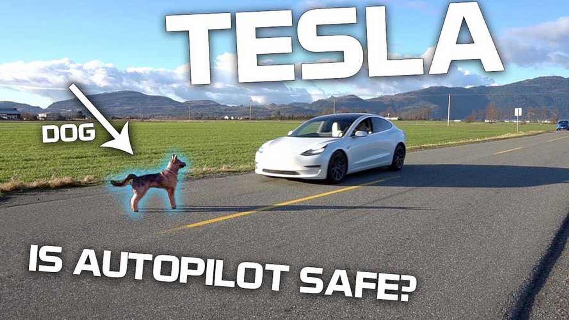 Will Tesla Autopilot Hit A Dog, A Human Or A Traffic Cone?