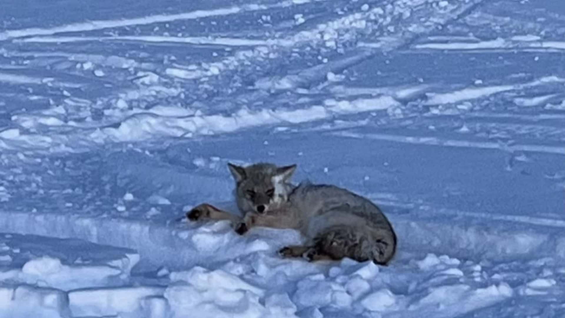 Scumbag Snowmobilers Flatten Coyotes, Let’s Find Them