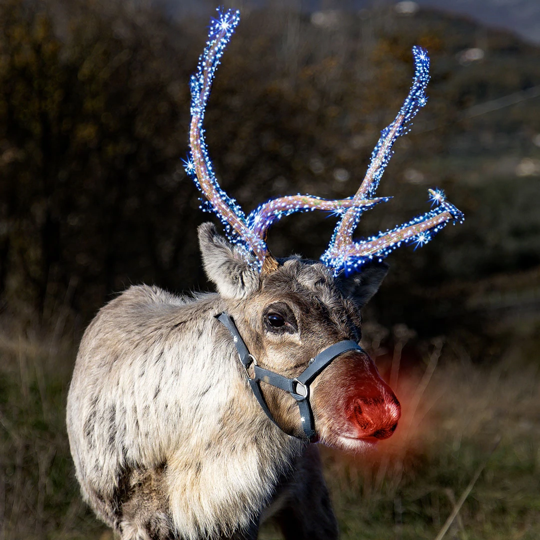 Renna Di Babbo Natale Rudolph Christmas Red Nased Reindeer Rudolph
