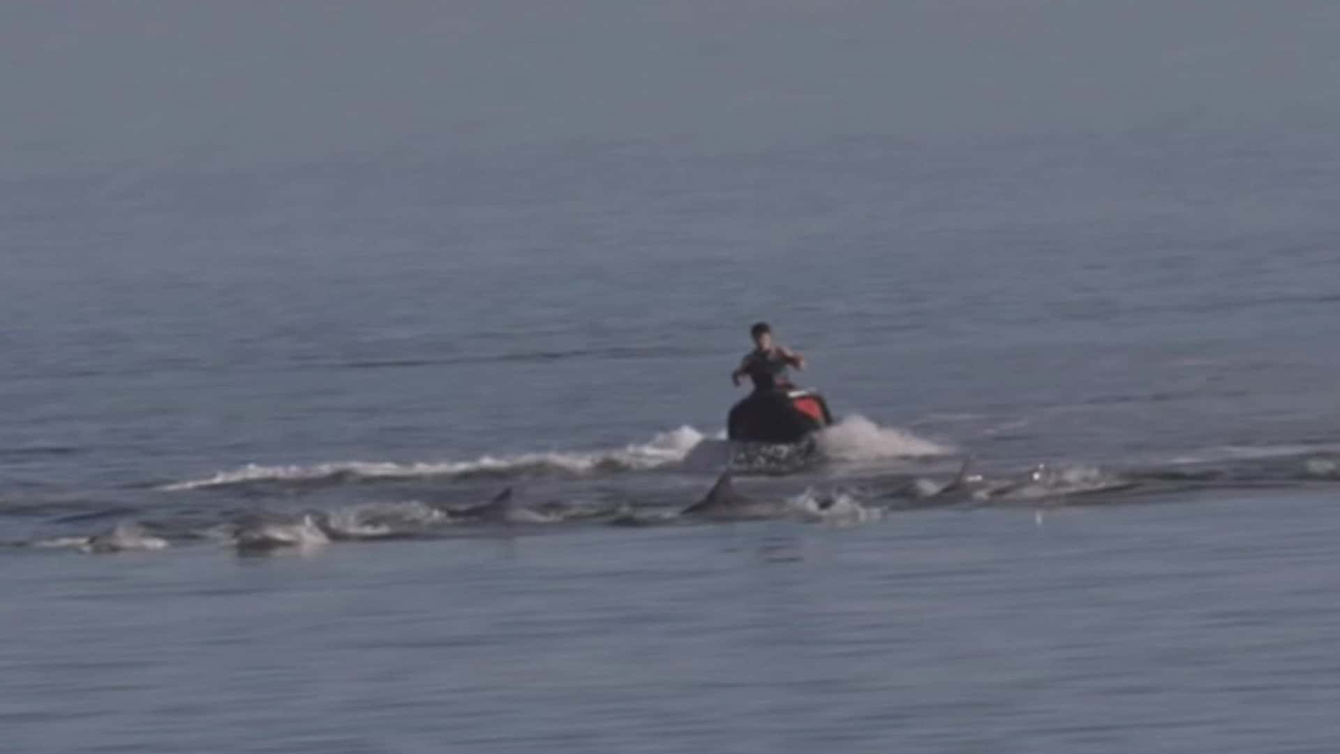 PWC Rider Plows Through a Pod of Dolphins in Australia, Could Face ...