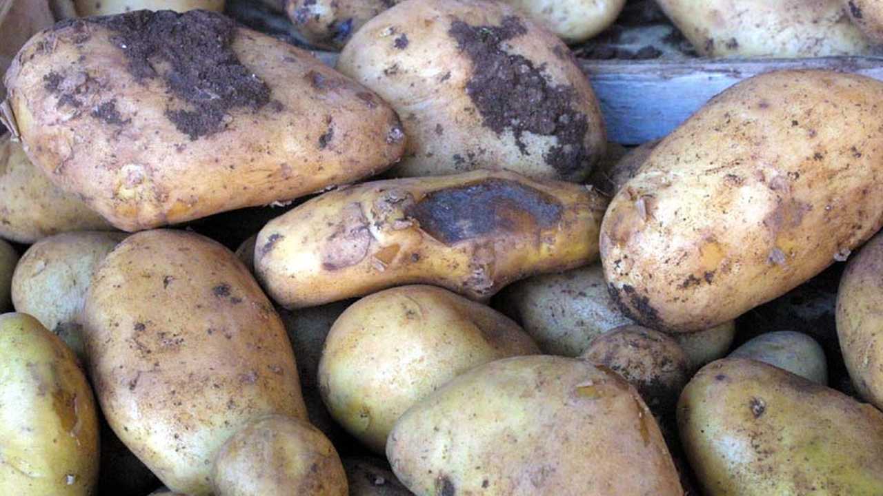 Patata made in Italy: si difende così