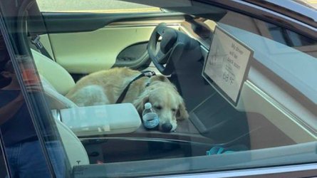 Toyota HiAce Dog Van Has Special Doggy Seat And Custom Bed